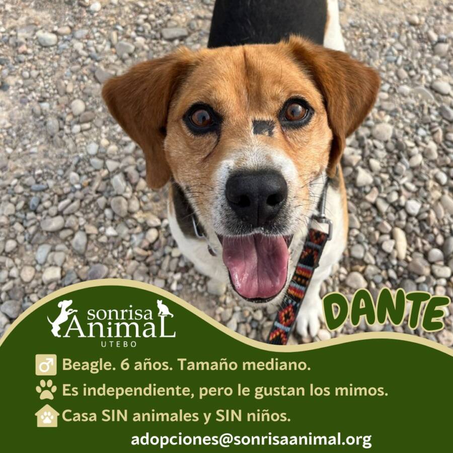 Sonrisa Animal | Utebo – Organización sin ánimo de lucro