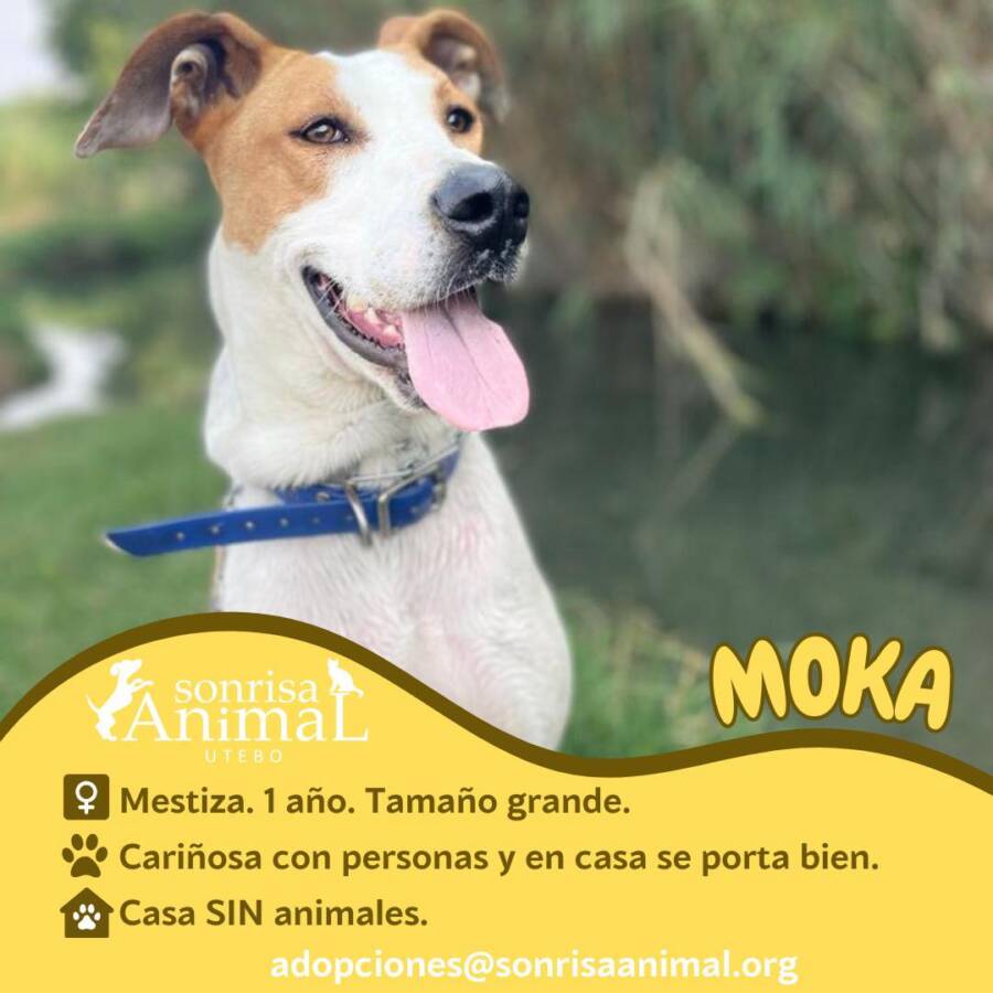 Sonrisa Animal | Utebo – Organización sin ánimo de lucro