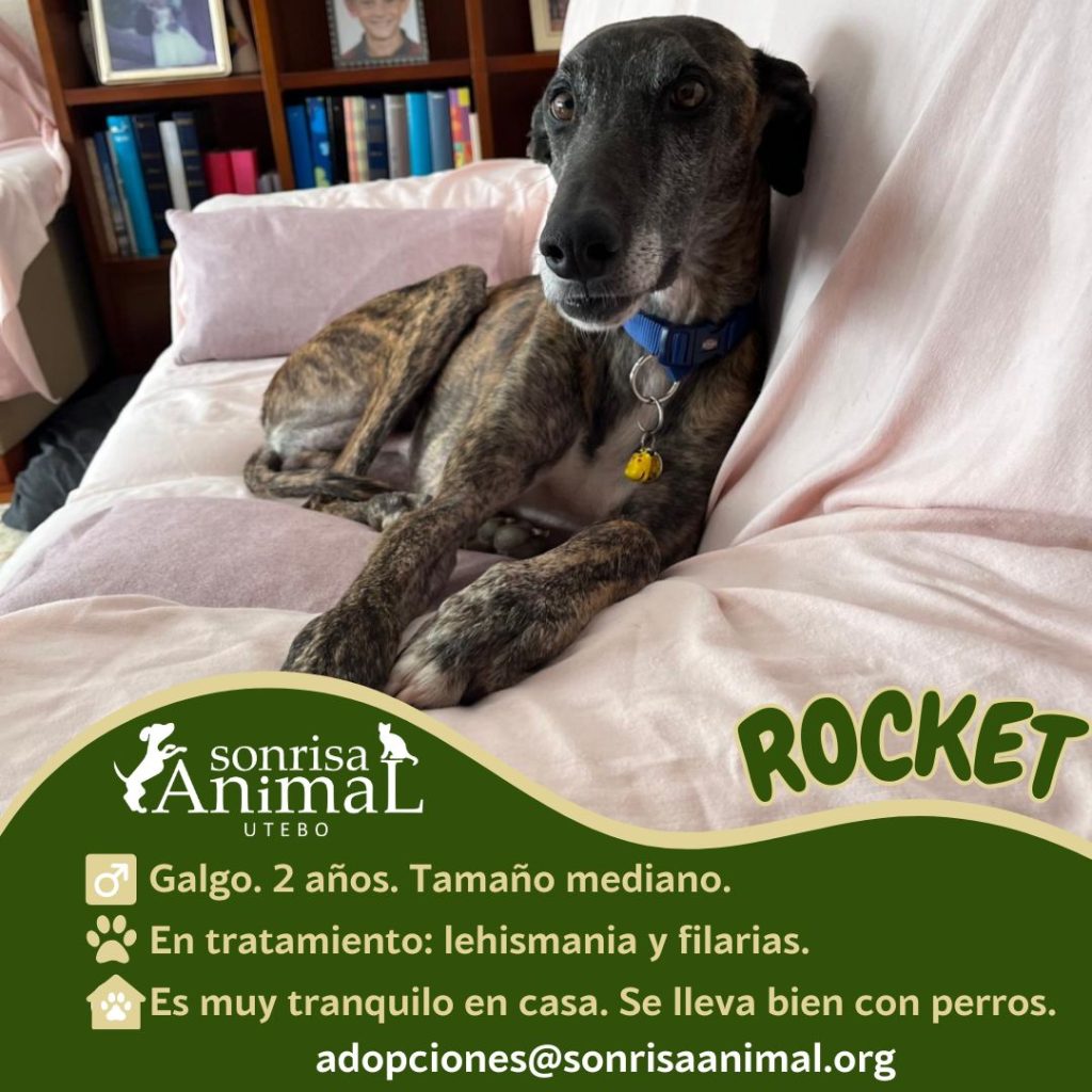 Rocket – Sonrisa Animal | Utebo